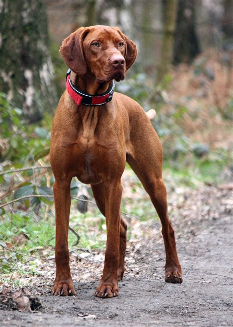 Grußkarte Ungarische Vizsla