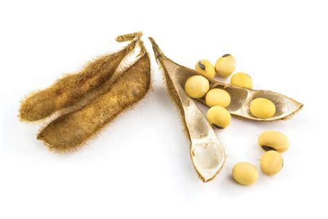 New Soybean Varieties For 2019 Grainews