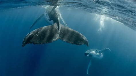Scientists Capture First Ever Photos Of Sex Between Humpback Whales And Both Were Male EDGE