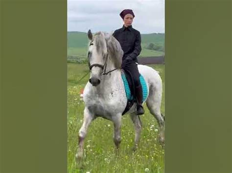 Роскошный андалузский жеребец-производитель - YouTube