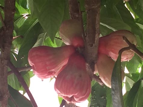 Cara Agar Buah Jambu Jamaika Tidak Rontok Dan Berbuah Lebat Kata Kuan Yu