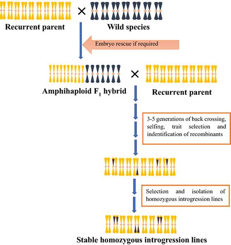 Flow Chart Representing The Process Of Introgression By Crossing Among