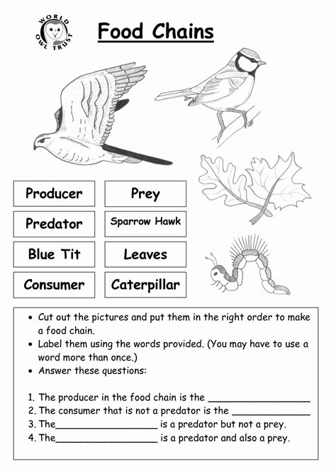 Food Chain Worksheet Pdf Unique Food Chains Biology Worksheet Printable
