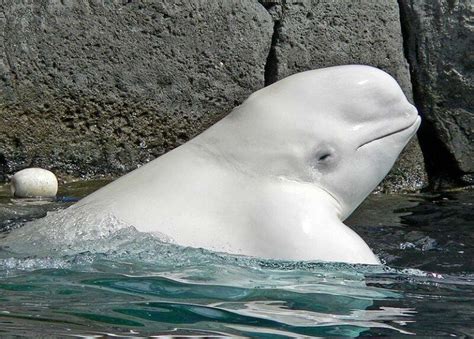 Beluga características hábitat reproducción nutrición