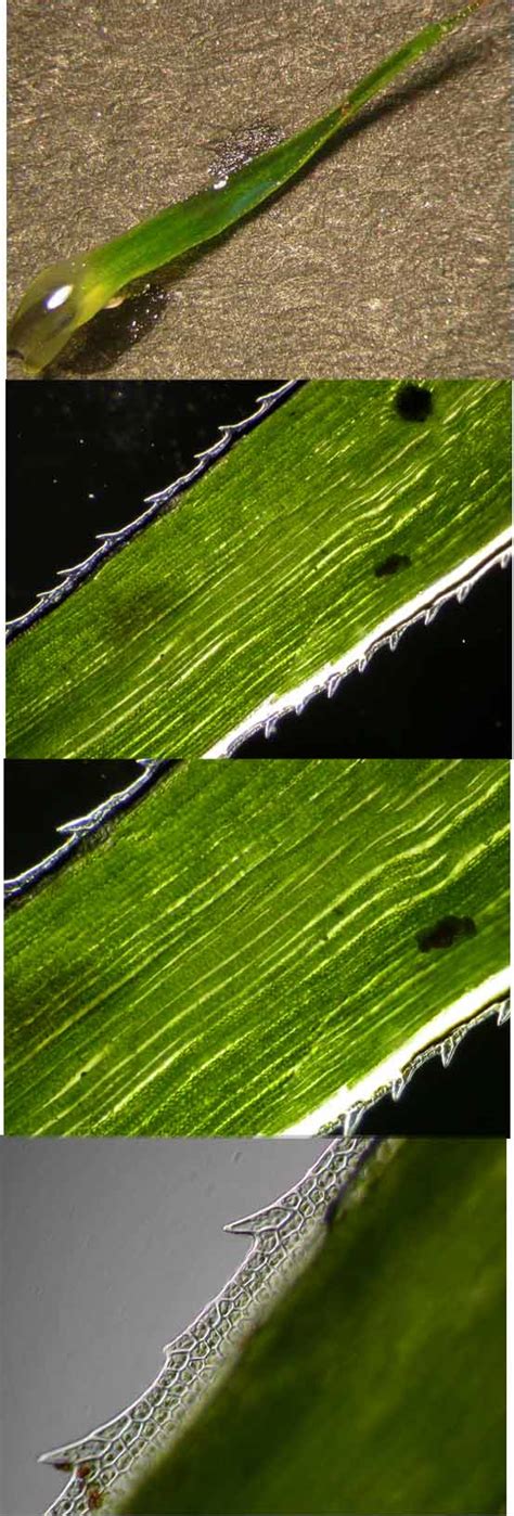 Polytrichum Formosum Hedw Bryophytes Mikroscopia