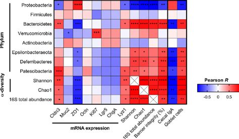 Correlation Analysis Between Gut Microbial Phyla Alpha Diversity