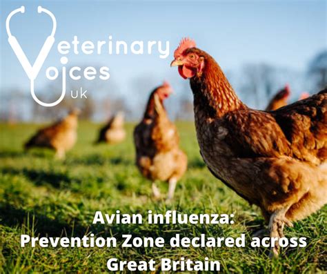 Avian Influenza Prevention Zone Declared Across Great Britain