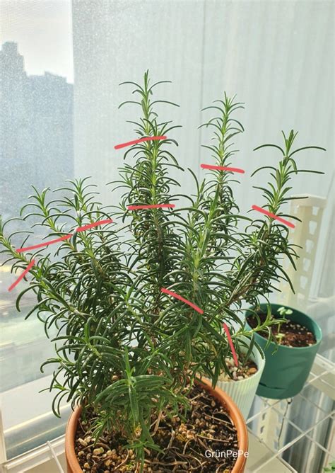 로즈마리 키우는 법 물주기 가지치기 번식 활용 네이버 블로그