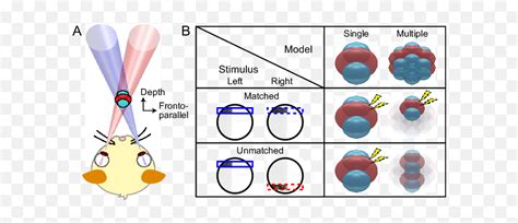Binocular Rfs Are Inherently 3d Receptive Fields Of Single Neurones In The Striate Cortex Png