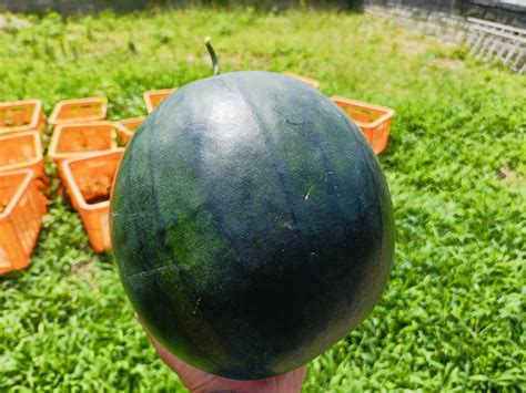 自然栽培の黒小玉スイカ（固定種）【1玉︰3 4 5kg】：岡山県産のその他スイカ｜食べチョク｜産地直送 産直 お取り寄せ通販 農家・漁師