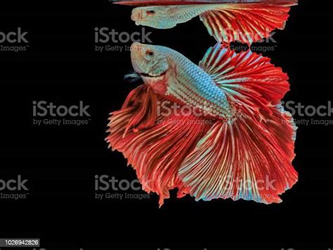 샴 싸우는 물고기 붉은 생선 검은 배경 Betta Splendens Betta 물고기 Betta 하프 감금 상태에 대한 스톡