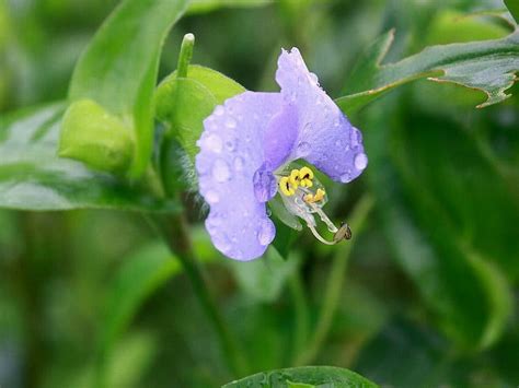 ウスイロツユクサ 高尾山などの寅太の山野草