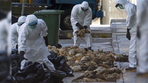 Hong Kong Culls Chickens Suspends Imports After H7 Bird Flu Found
