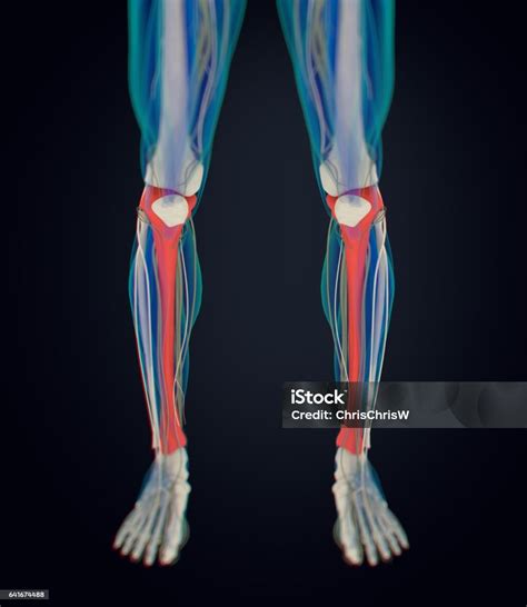 人體解剖學男性脛骨脛骨骨3d 圖向量圖形及更多x光片圖片 X光片 人關節 人類骨架 Istock