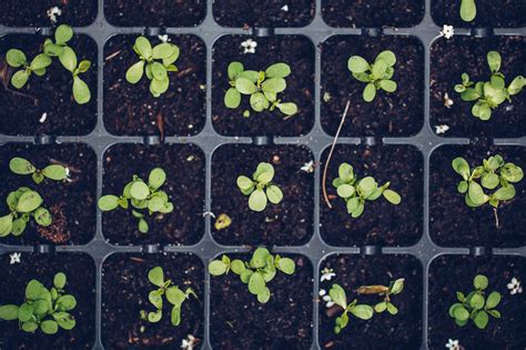 How To Grow Broccoli Sprouts Plant Propagation