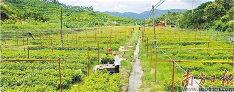 村干部有劲头 乡村振兴有奔头 第19850版电白视窗 2023 07 04 南方日报数字报 南方网