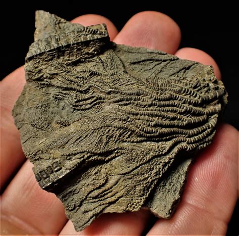 Detailed 3d Pyrite Crinoid Head Fossil 57 Mm Jurassic Coast Fossils