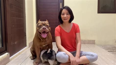 Test Anjing Pitbull Apakah Dimakan Atau Tidak Youtube