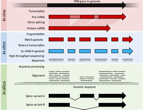 Rna Seq数据综合分析教程 Public Library Of Bioinformatics