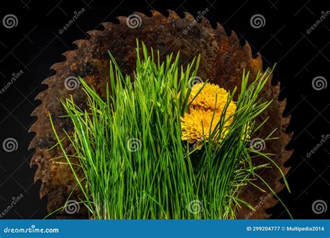 Composition With Old Rusty Saw And Green Grass Stock Image Image Of
