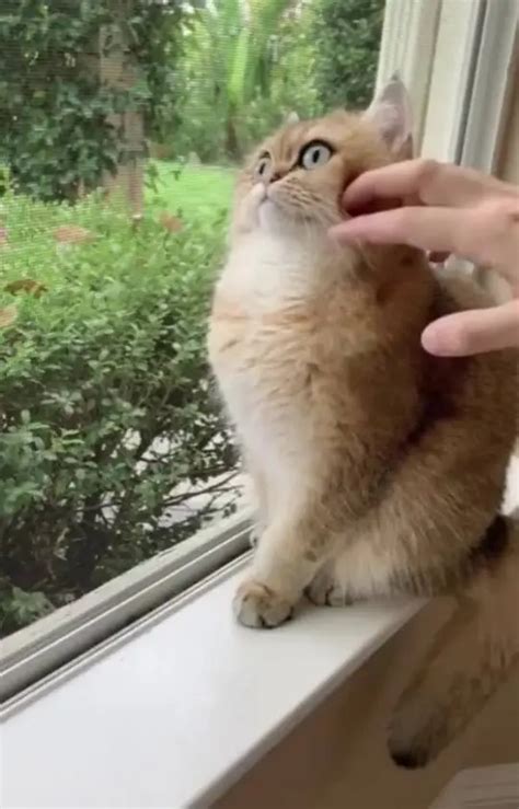 Kitty Errors Out On Windows Scrolller