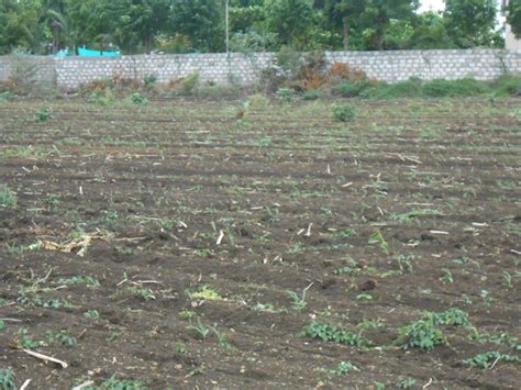 Agricultural Land Farm Land For Sale In Chevella Hyderabad 3 Acre