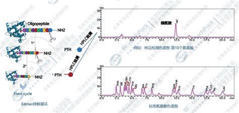 Edman降解法 多肽氨基酸序列的经典测定方法