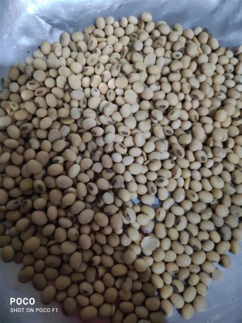 Natural Organic Soybean Seeds Packaging Type Loose At ₹ 50kg In