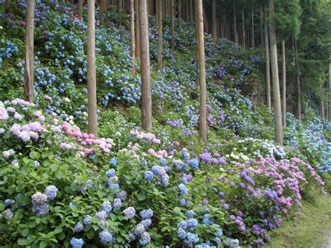 アジサイ美の山公園他埼玉県公式観光サイト ちょこたび埼玉