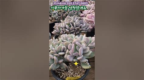 이쁜아가들 엄청많네요 햇살다육 다육이 다육스토리 빈예서 모정 Youtube