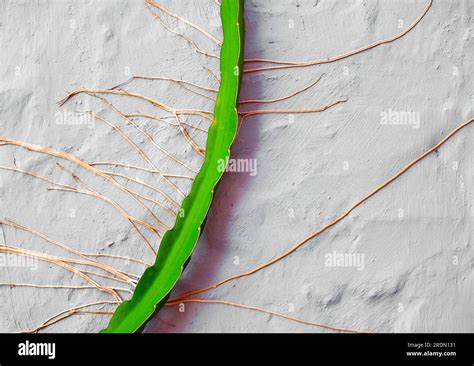 Wall Climbing Cactus Hylocereus Undatus Common English Names