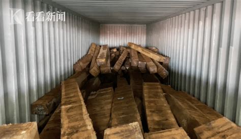 475根夹藏原木均为交趾黄檀上海海关查获13吨违规进口濒危木材 动植物种 查验 货物
