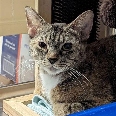 Cats For Adoption In Princeton Florida Alpha Paw