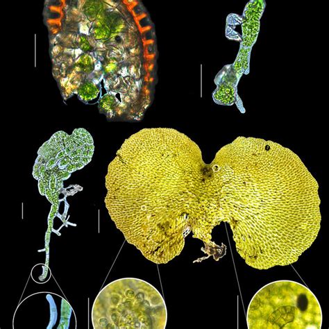A G Spore Germination And Gametophyte Development A Spore Download Scientific Diagram