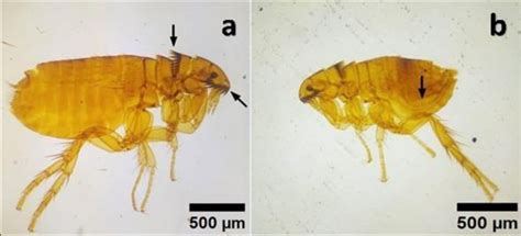 Showing Morphological And Microscopic Appearance Of Adult Fleas From