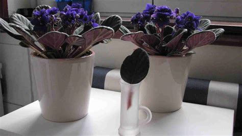 Razmnožavanje Afričke Ljubičice Posadi Sam