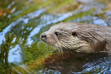 Otter Biber Rote Gebiete Bayerisches Landwirtschaftliches Wochenblatt