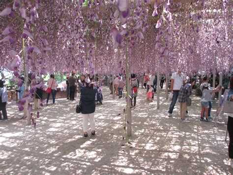吉祥寺の藤（樹齢160年）、満開です！｜アヴァンティオンライン