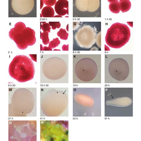 Timing For Embryogenesis And Larval Development Of Orbicella Faveolata