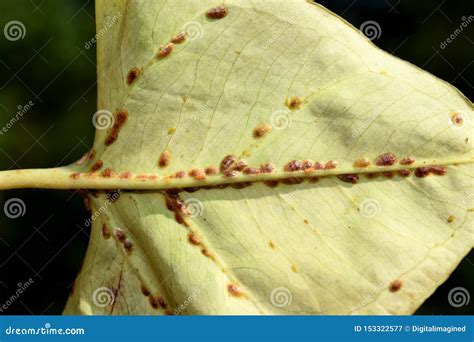 Coccoidea Pest Infestion On Green Leaf Stock Image Image Of Insect