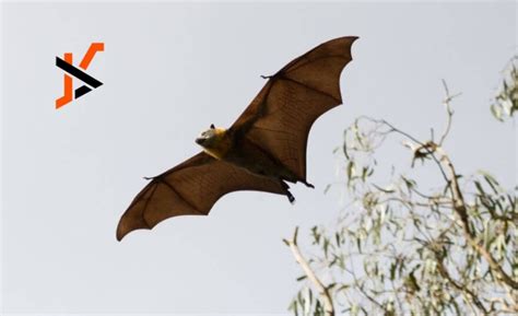 What Does A Bat Bite Look Like Understanding The Signs And Symptoms