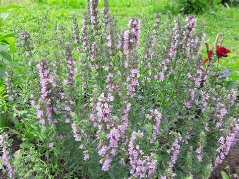 Иссоп лекарственный розовый, Цветы почтой BeautyFlora kir19iss - Цветы ...