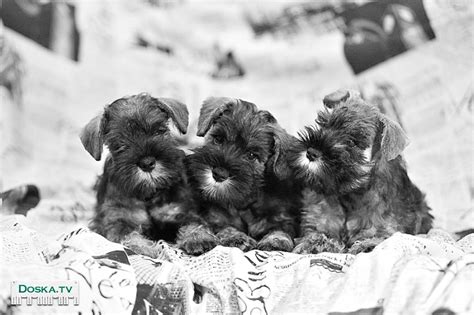 Цвергшнауцер продажа в е Il