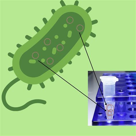 Plasmid DNA Extraction From Bacteria By Alkaline Lysis Method