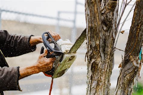 The Differences Between Pruning And Tree Cutting Services