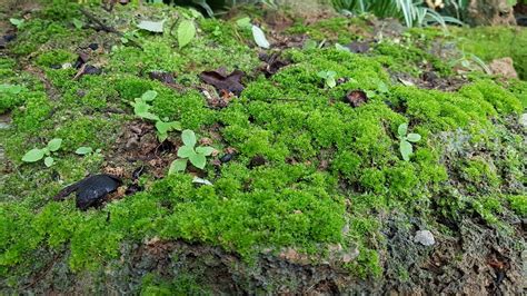 Moss Garden จัดสวนมอส สวนชื้น ใช้หินชนิดไหนดี Youtube
