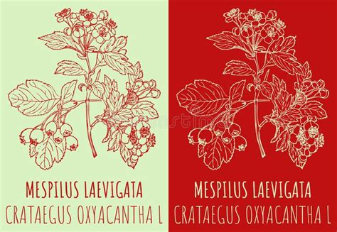 Laevigata Vector Stock Illustrations 35 Laevigata Vector Stock Illustrations Vectors