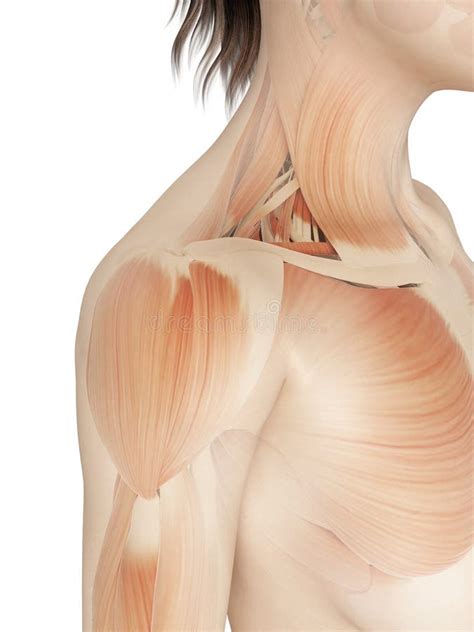 The Female Shoulder Anatomy Stock Illustration Illustration Of Woman