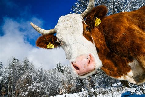 Cow Fleckvieh Simmental Cattle Free Photo On Pixabay Pixabay