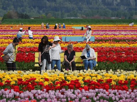 加拿大郁金香节 500余万株郁金香盛放引客来 搜狐大视野 搜狐新闻